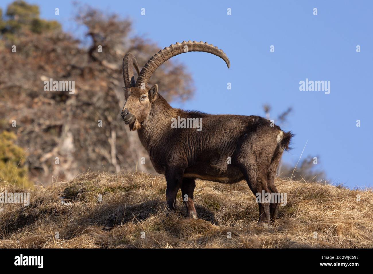 Alpen steinbock hi-res stock photography and images - Alamy