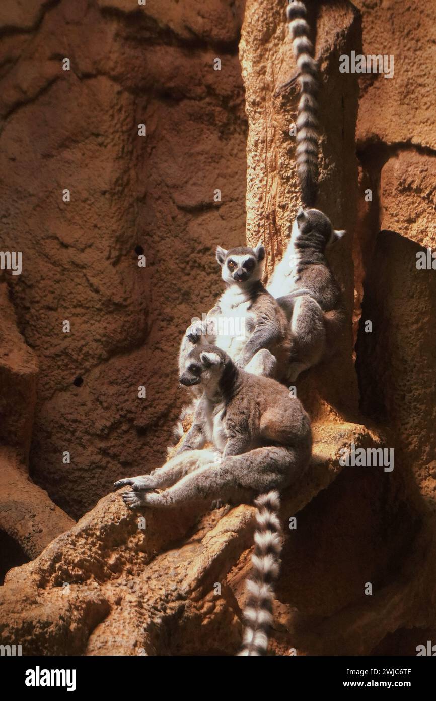 Ring tailed lemurs grooming hi-res stock photography and images - Alamy
