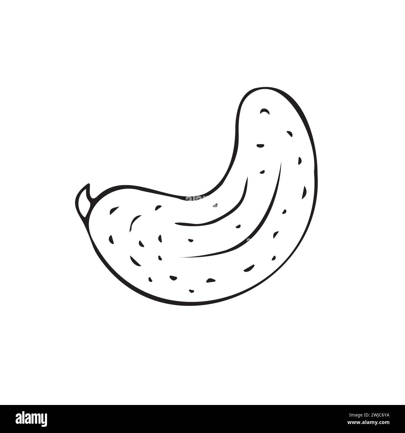 Vector hand drawn doodle sketch cashew nut isolated on white background Stock Vector Image & Art ...