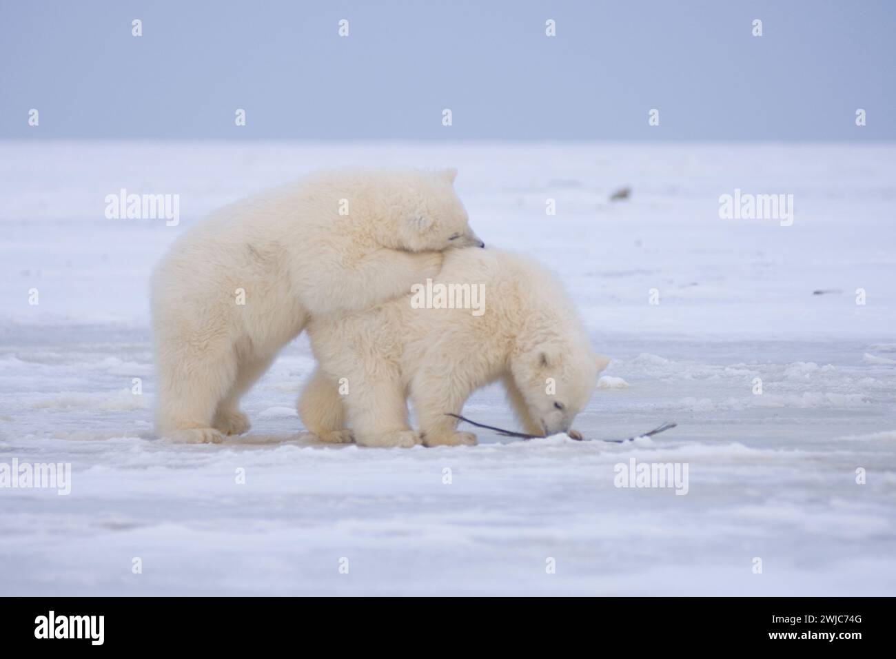 polar bears Ursus maritimus spring cubs along a barrier island on the Arctic coast ANWR Alaska ...