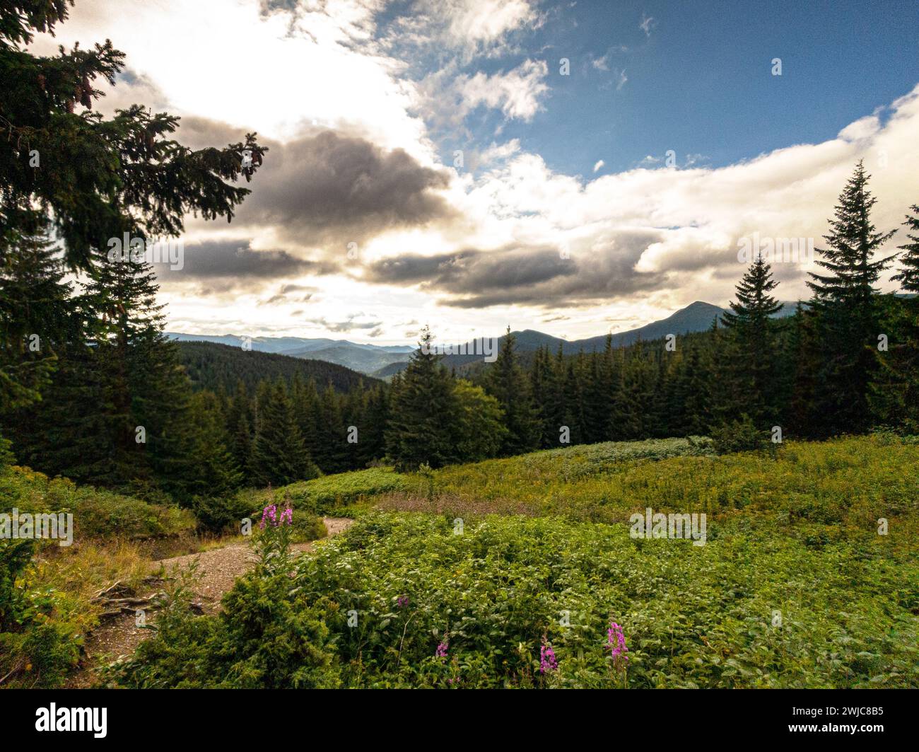 View of a dense, coniferous forest with a clearing covered with grass ...