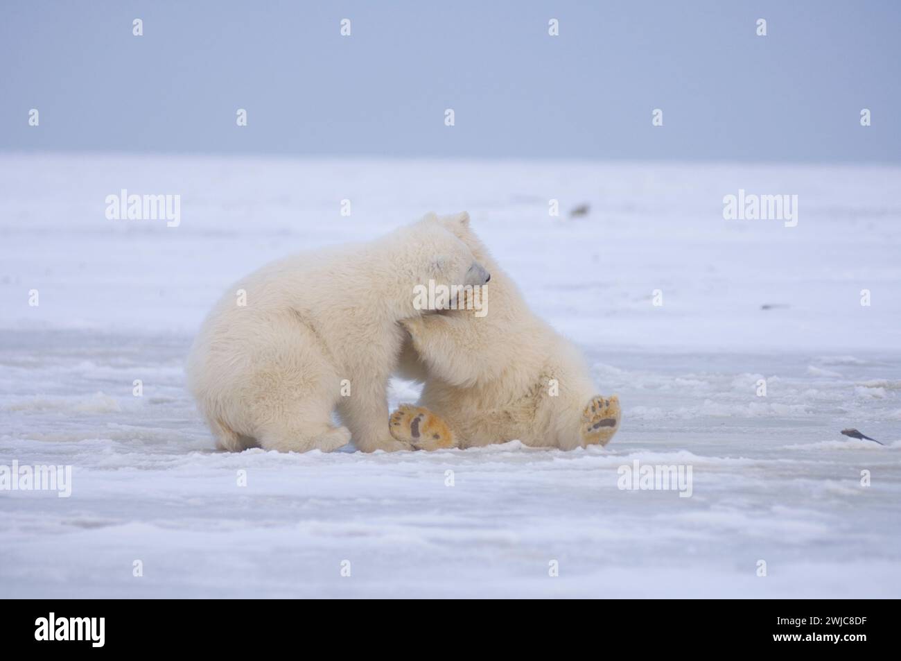 polar bears Ursus maritimus spring cubs along a barrier island on the ...