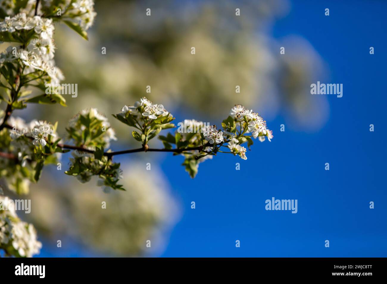 Pretty hawthorn blossom in the spring sunshine Stock Photo - Alamy