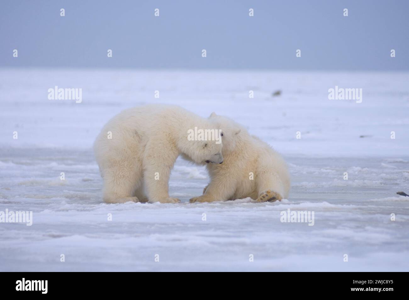 polar bears Ursus maritimus spring cubs along a barrier island on the ...
