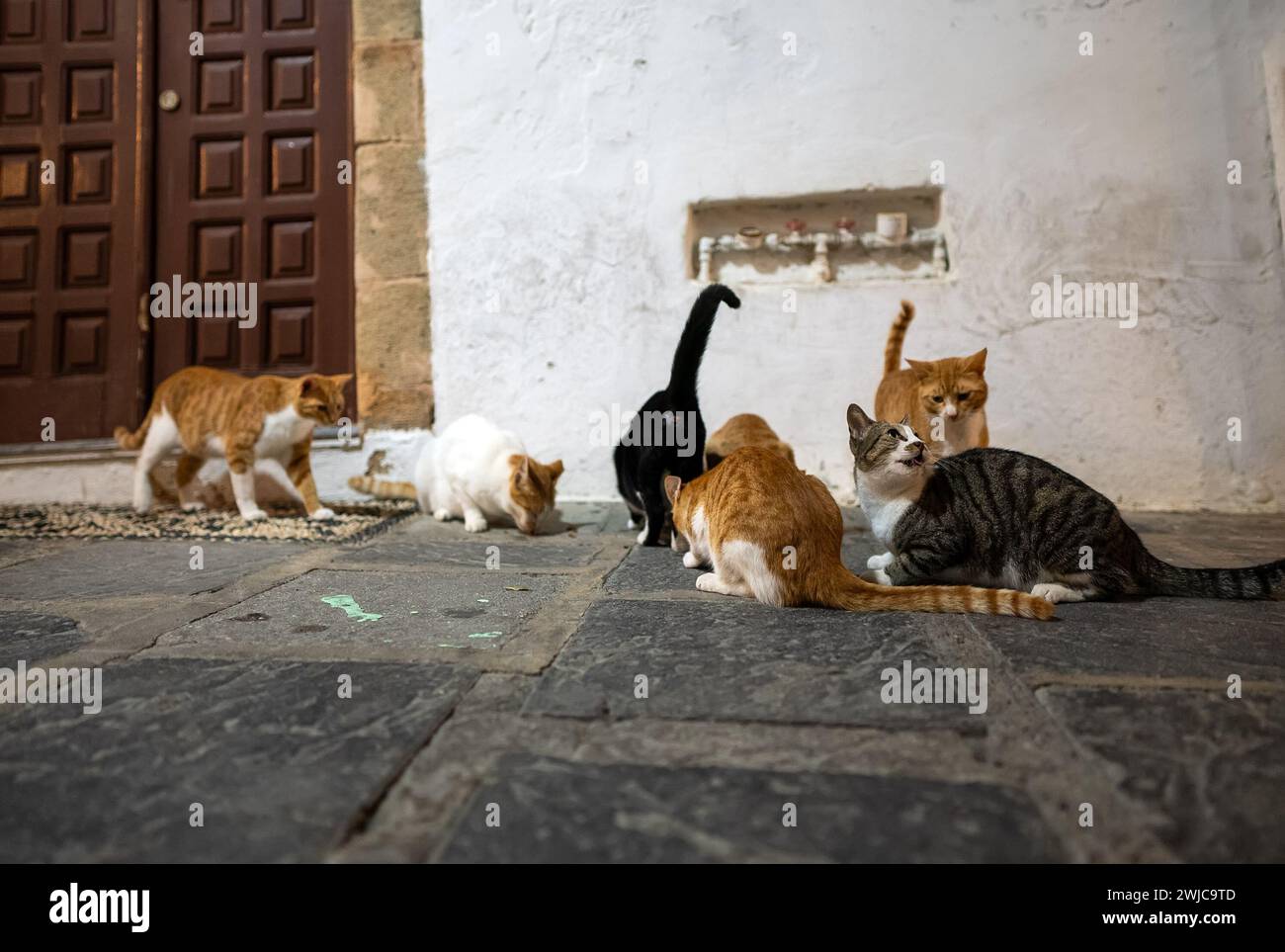 Group of homeless cats in the city Stock Photo - Alamy