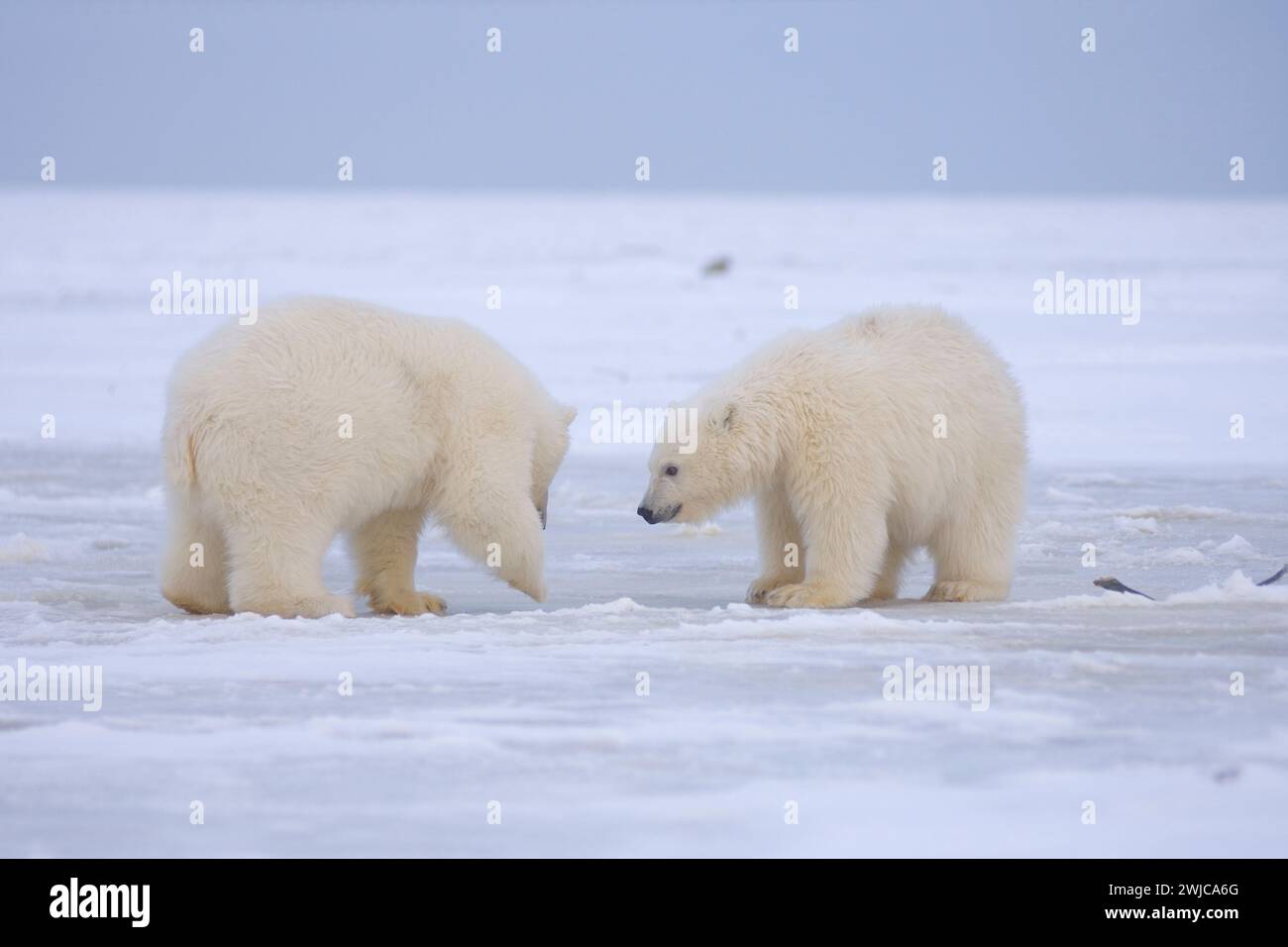 polar bears Ursus maritimus spring cubs along a barrier island on the ...