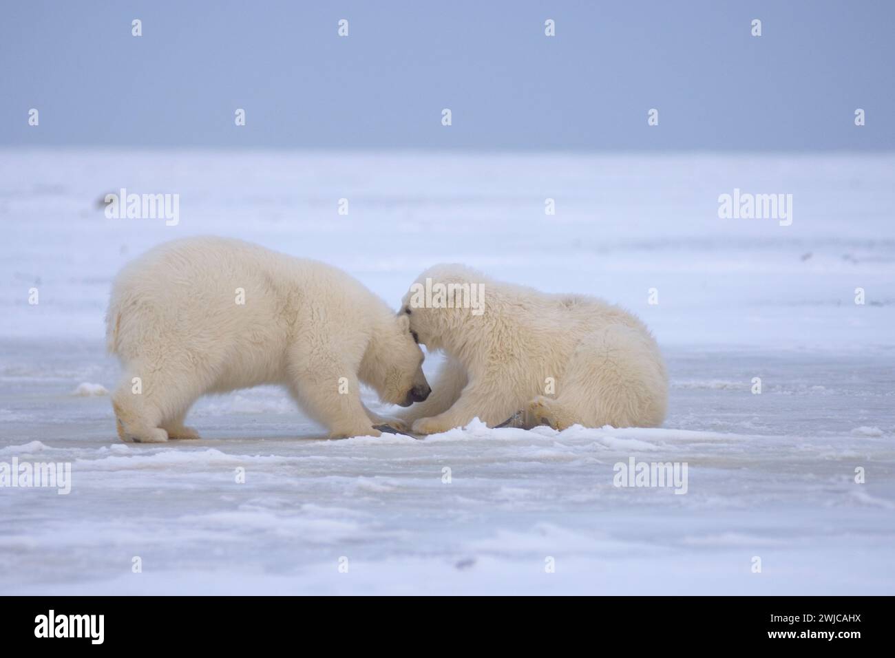 polar bears Ursus maritimus spring cubs along a barrier island on the ...