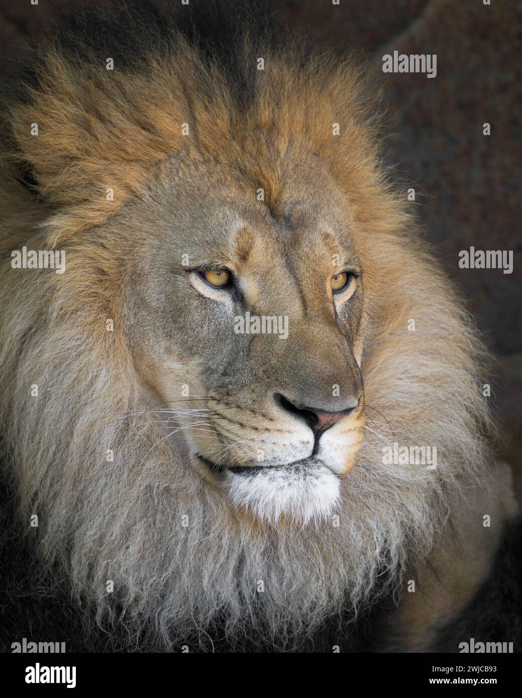 Male African lion (Panthera leo) closeup headshot against dark ...