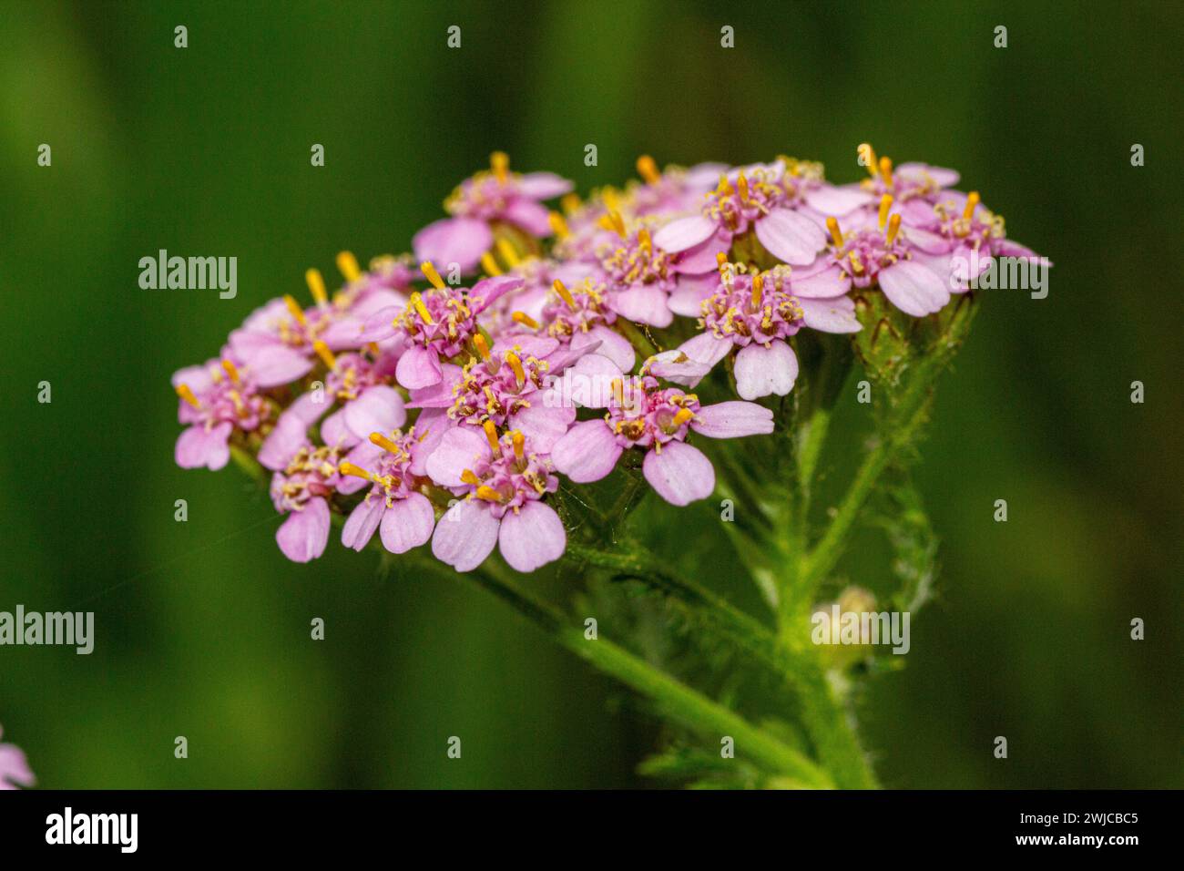 Pink yarrows hi-res stock photography and images - Alamy