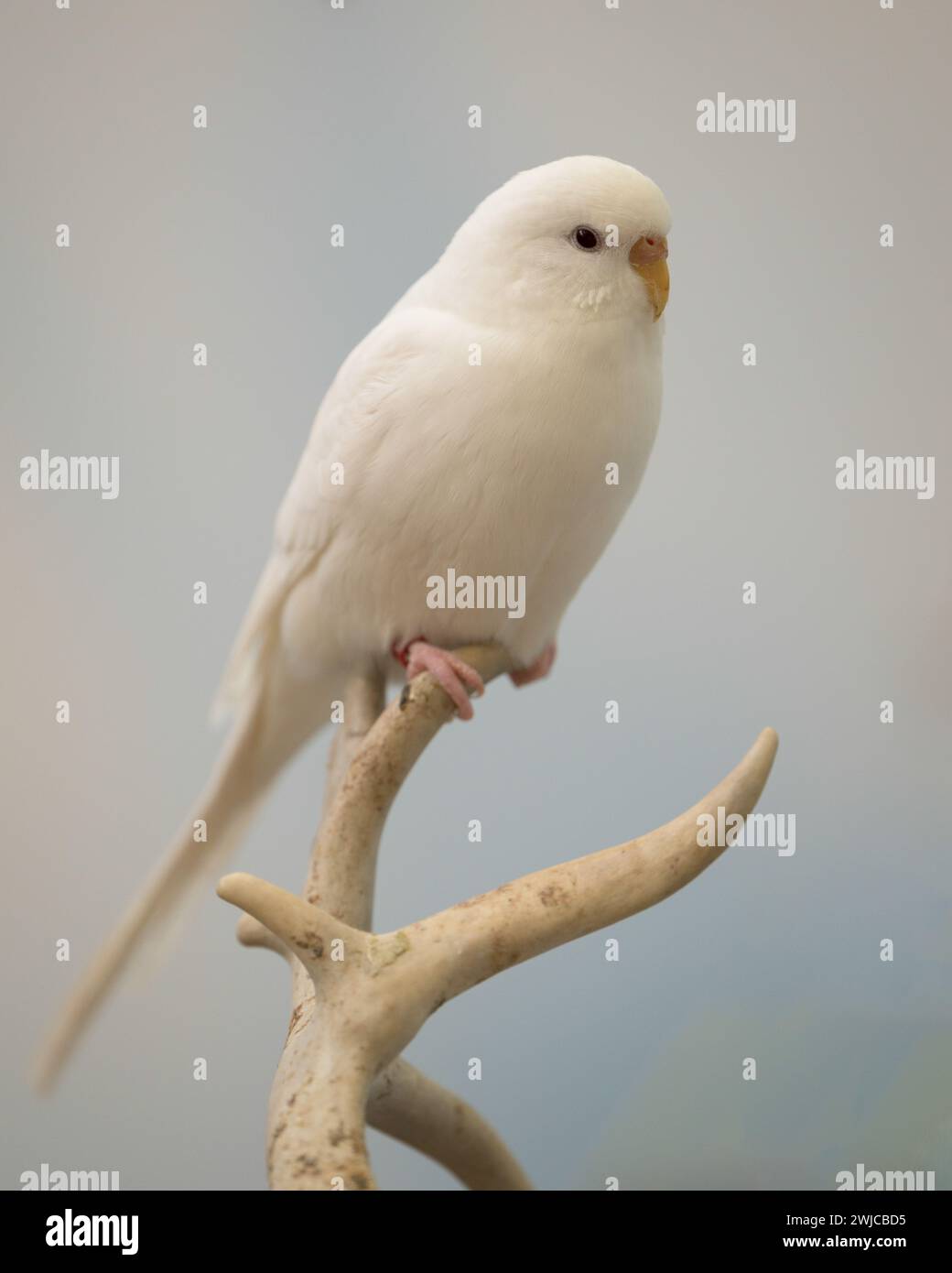 White parakeet (Melopsittacus undulatus) perched on tree branch Stock ...