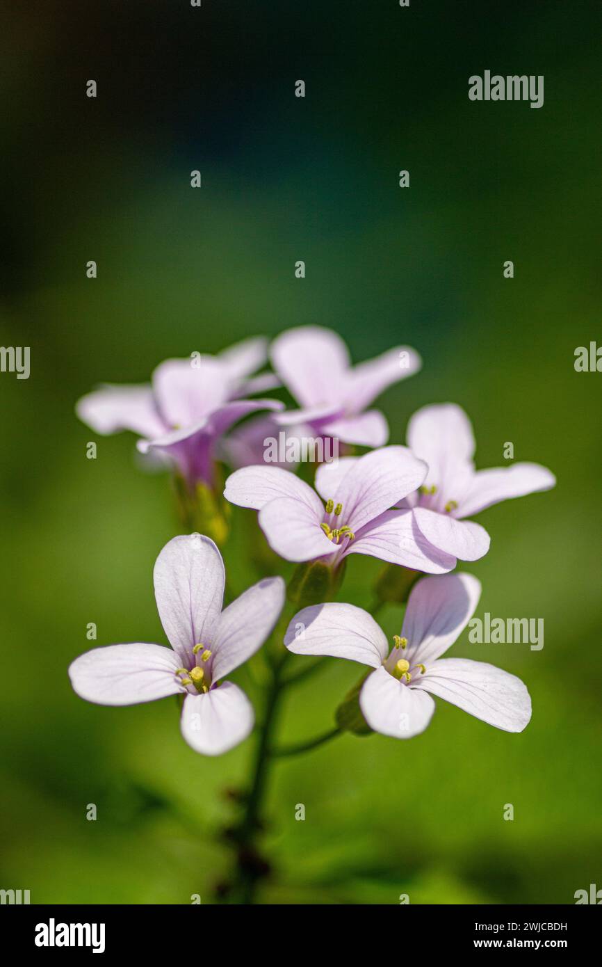 Beautiful cuckoo flower hi-res stock photography and images - Alamy