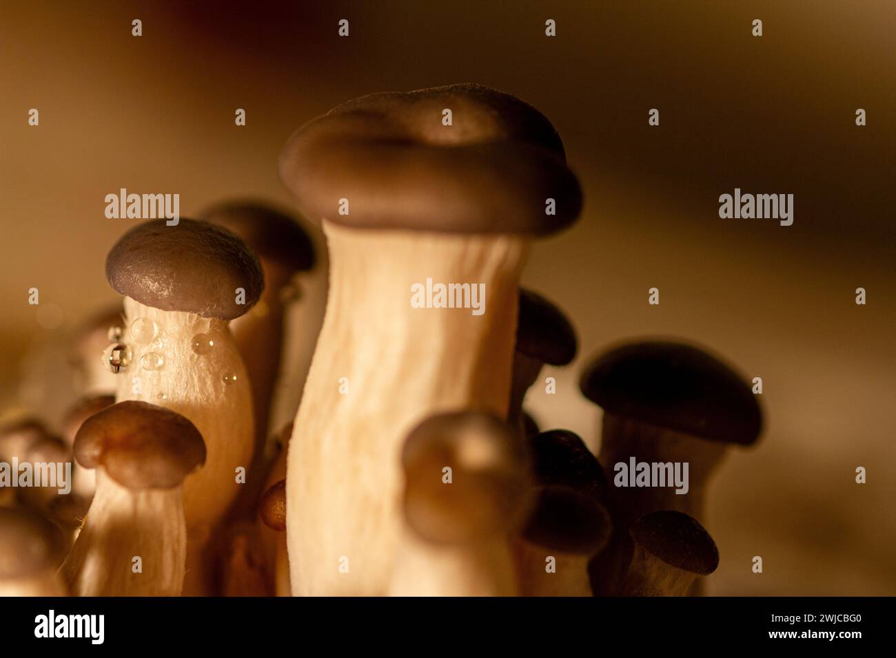 small home-grown Cardoncelli growned into a transparent bag Stock Photo ...
