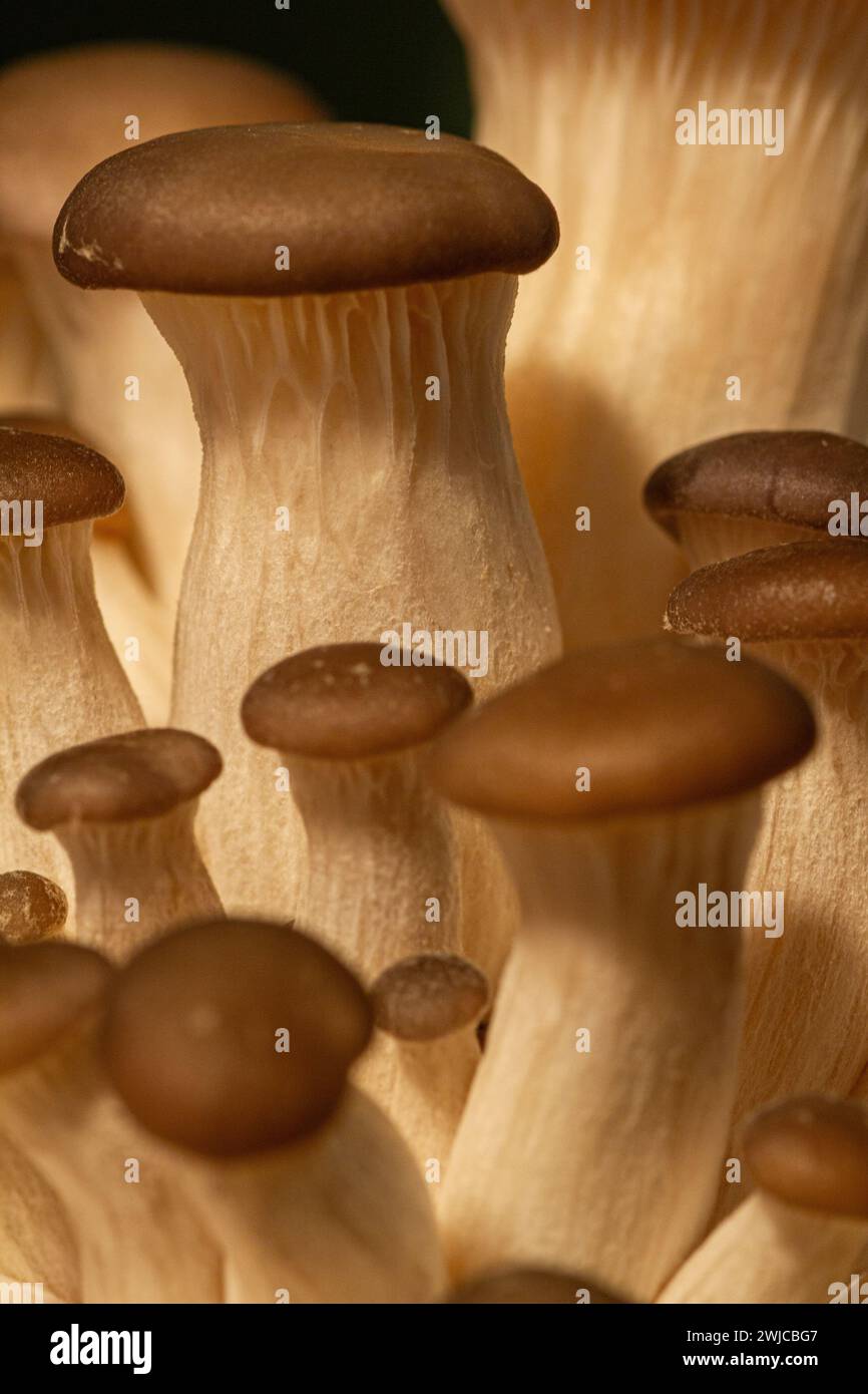small home-grown Cardoncelli growned into a transparent bag Stock Photo ...