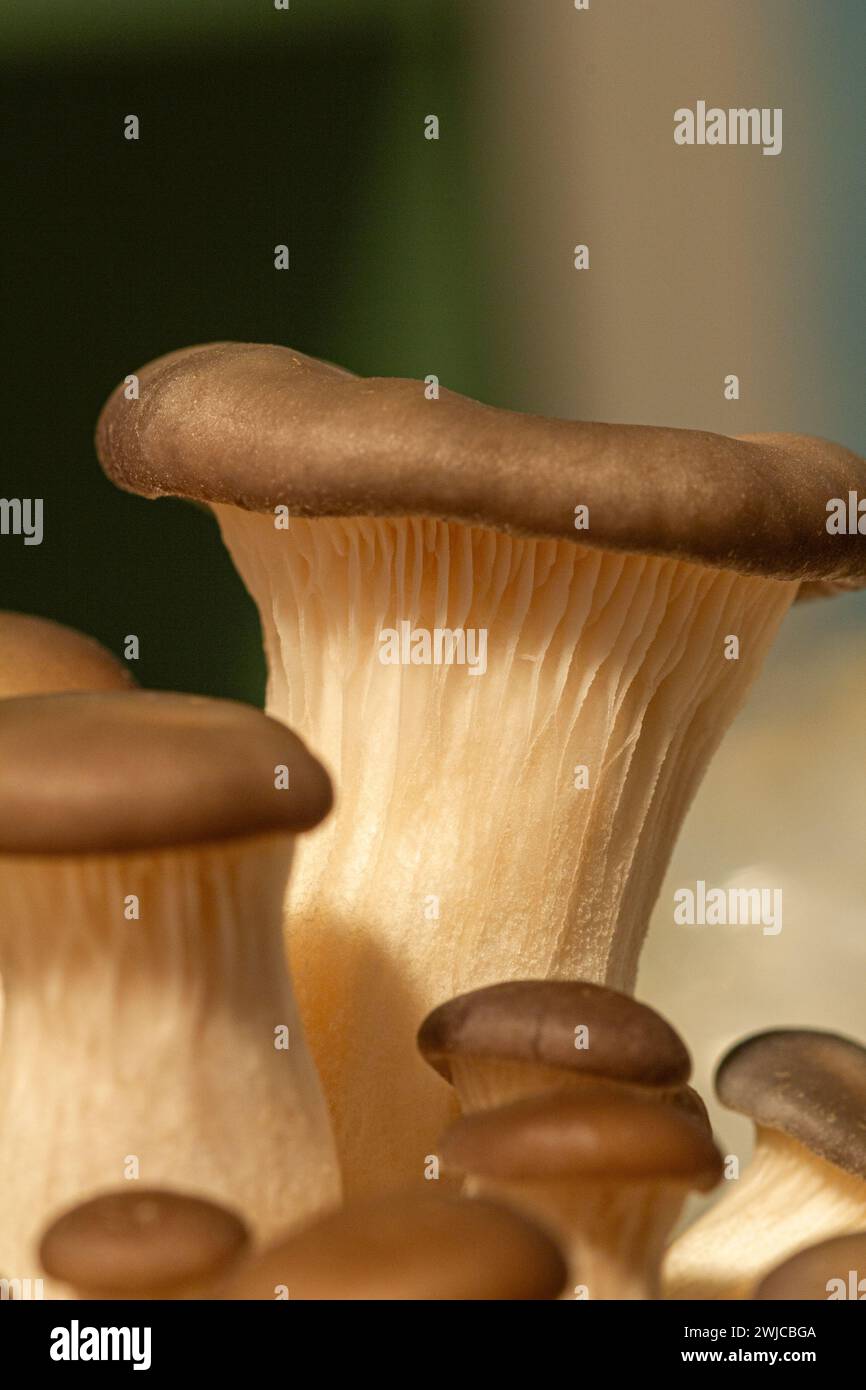 small home-grown Cardoncelli growned into a transparent bag Stock Photo ...