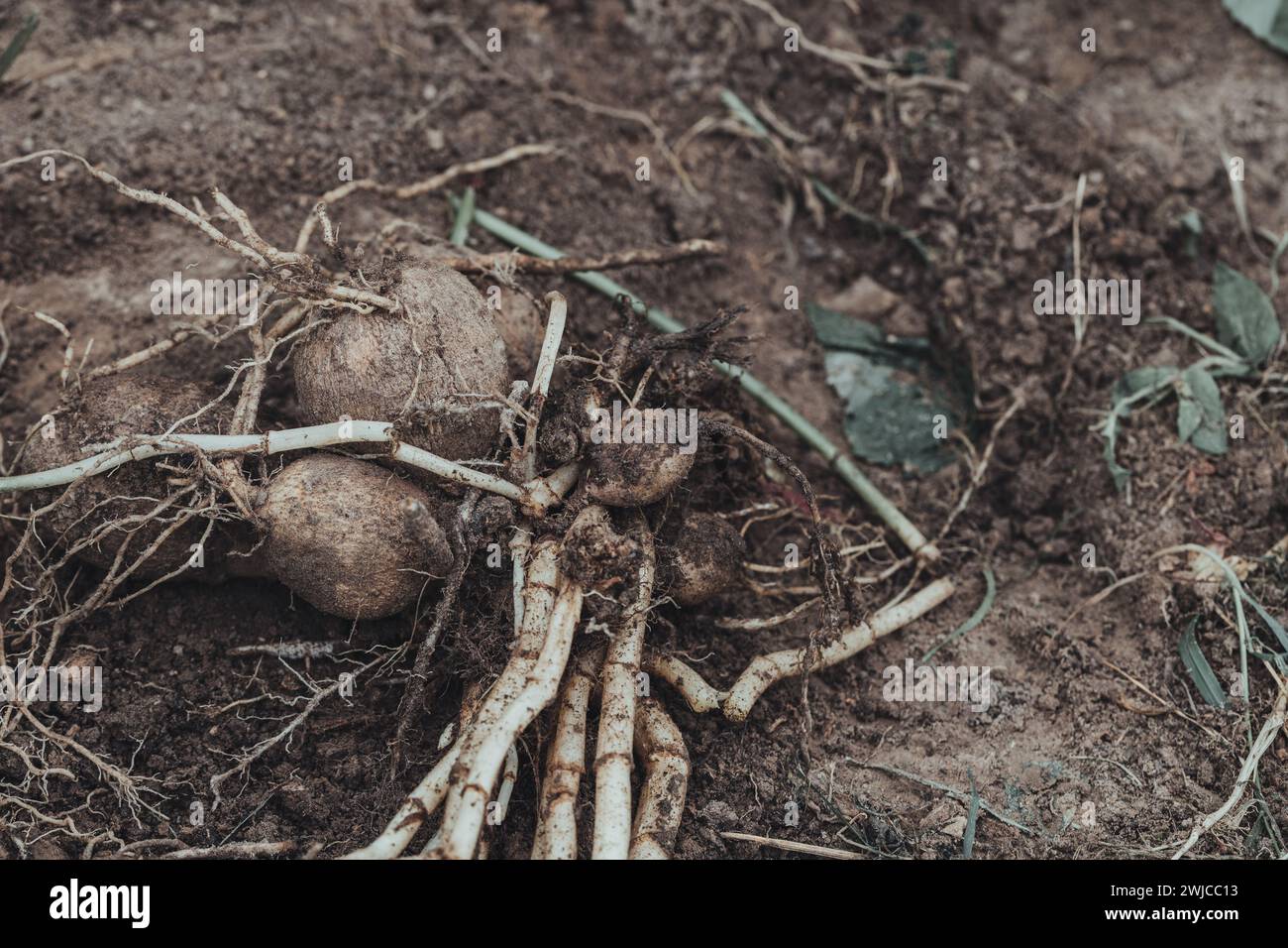 dahlia tubers just lifted for overwintering in garden Stock Photo - Alamy