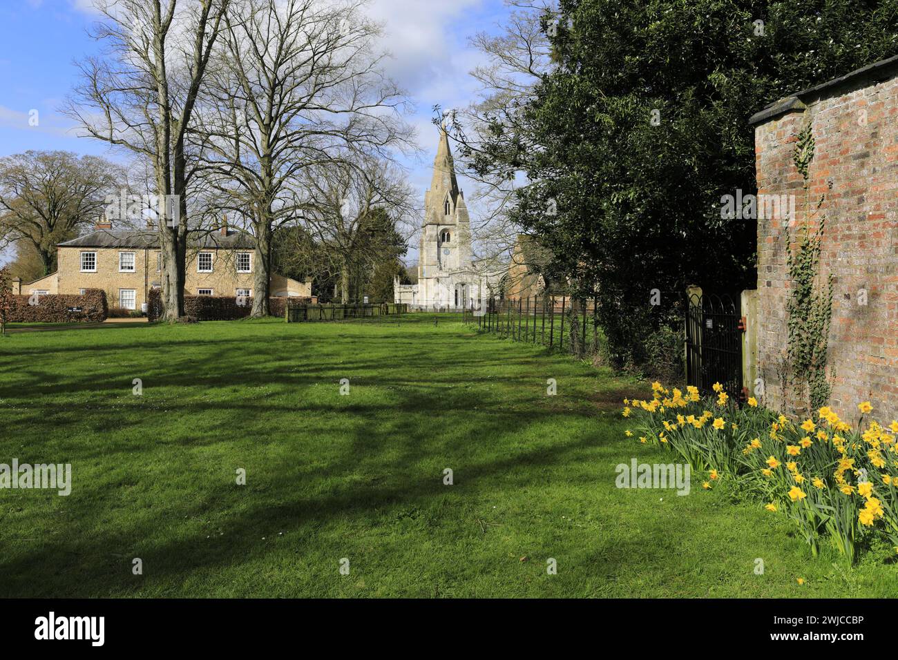 Spring Daffodils, St Johns church, Buckminster village; Leicestershire ...