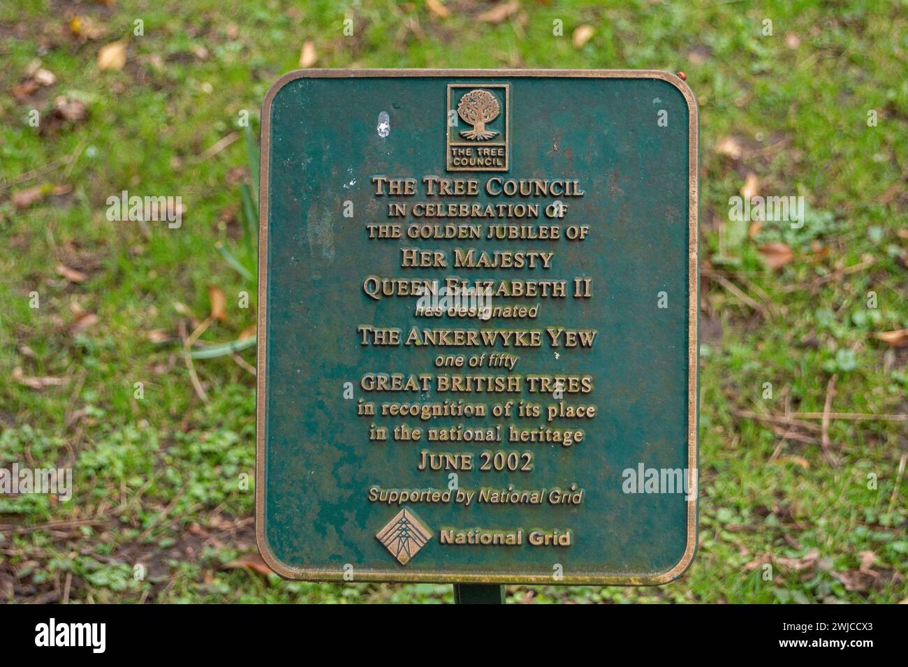 Wraysbury, UK. 14th February, 2024. Snowdrops are carpeting the ...
