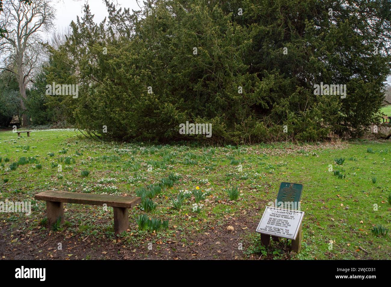 Wraysbury, UK. 14th February, 2024. Snowdrops are carpeting the ...