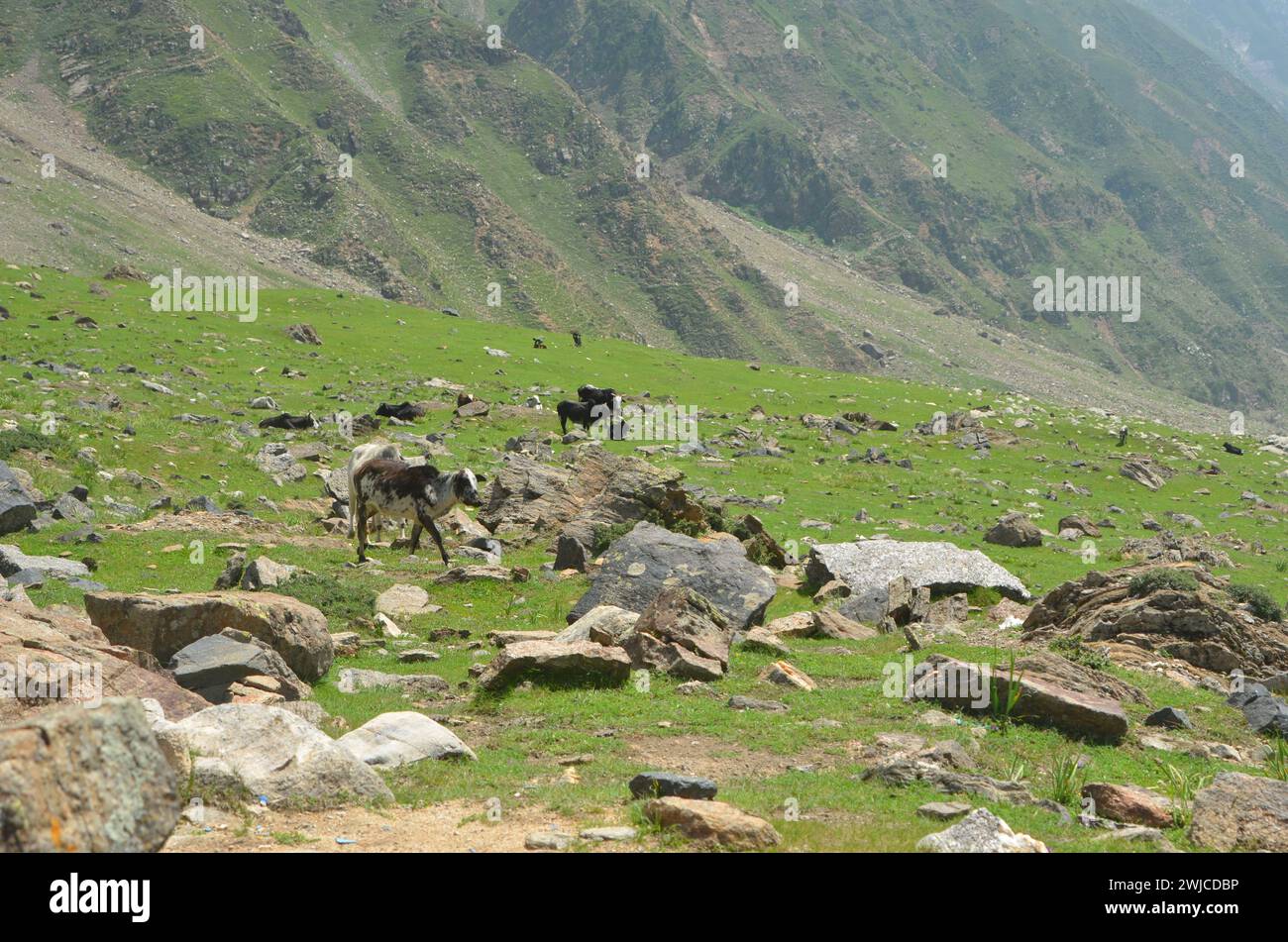 Sheep herds in alpine pastures Stock Photo - Alamy