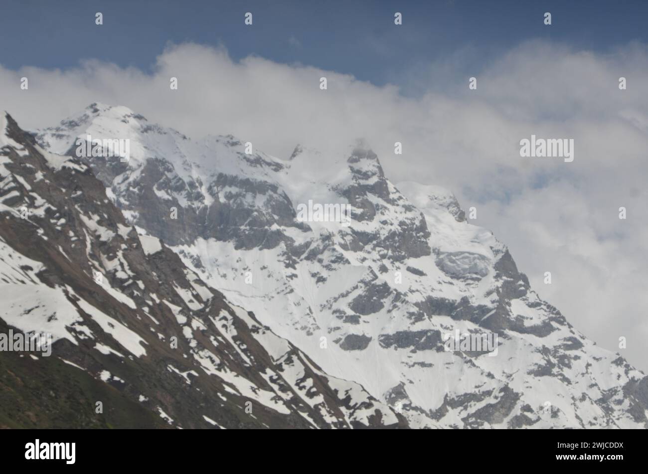 Pinus tree in subalpine zone hi-res stock photography and images - Alamy