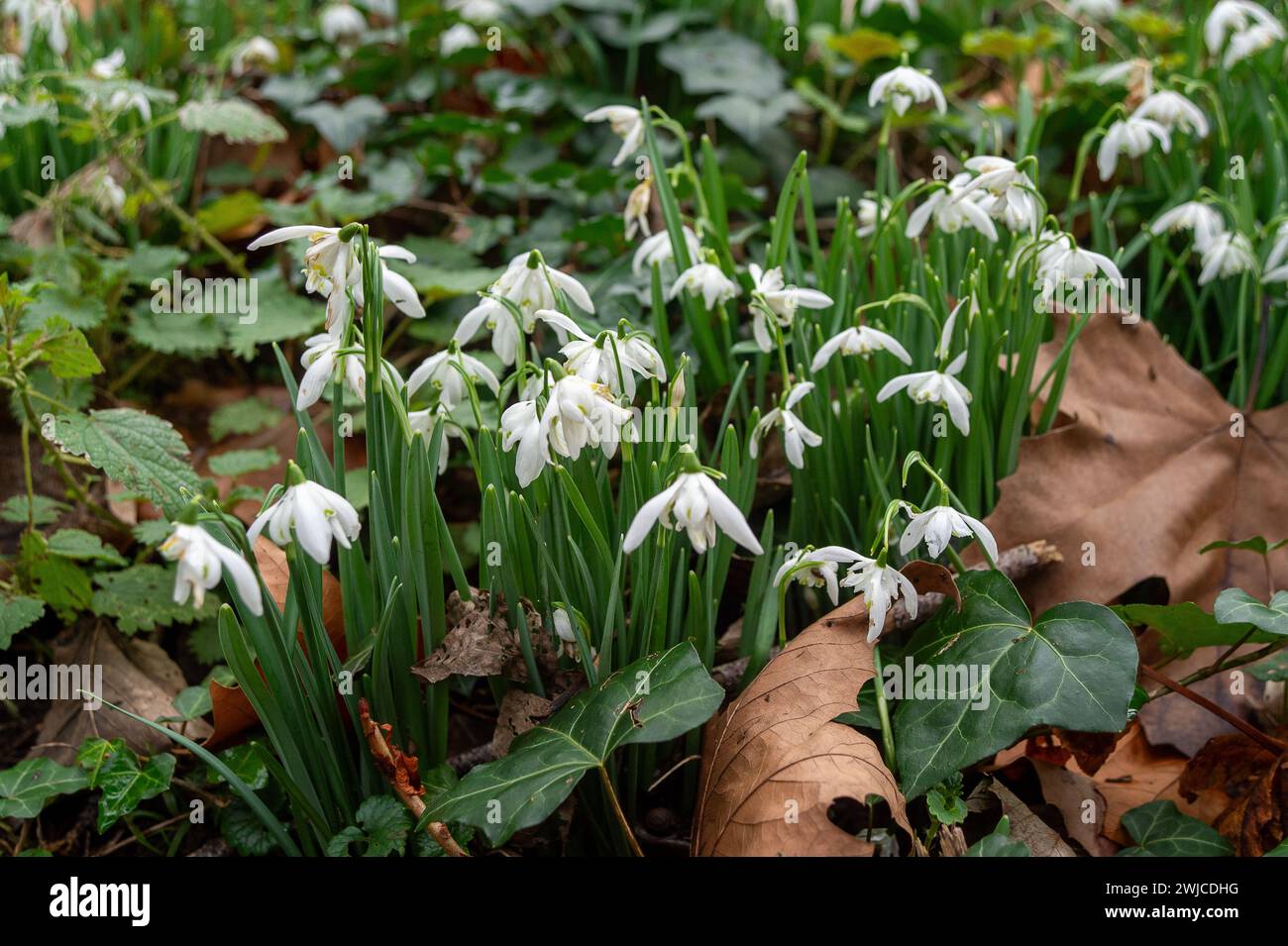 Wraysbury, UK. 14th February, 2024. Snowdrops are carpeting the ...