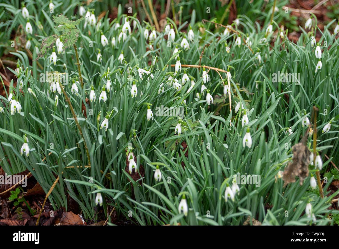 Carta circular hi-res stock photography and images - Alamy