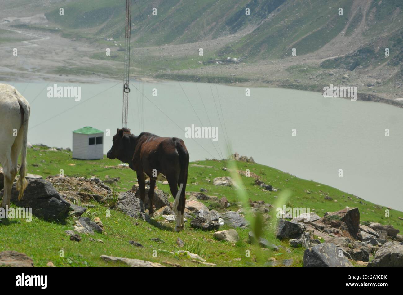 Sheep herds in alpine pastures Stock Photo - Alamy