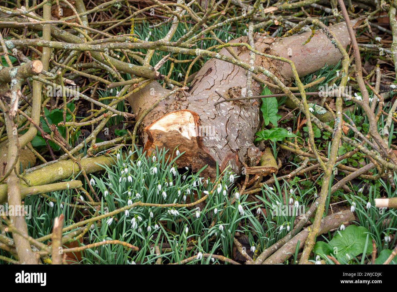 Carta circular hi-res stock photography and images - Alamy