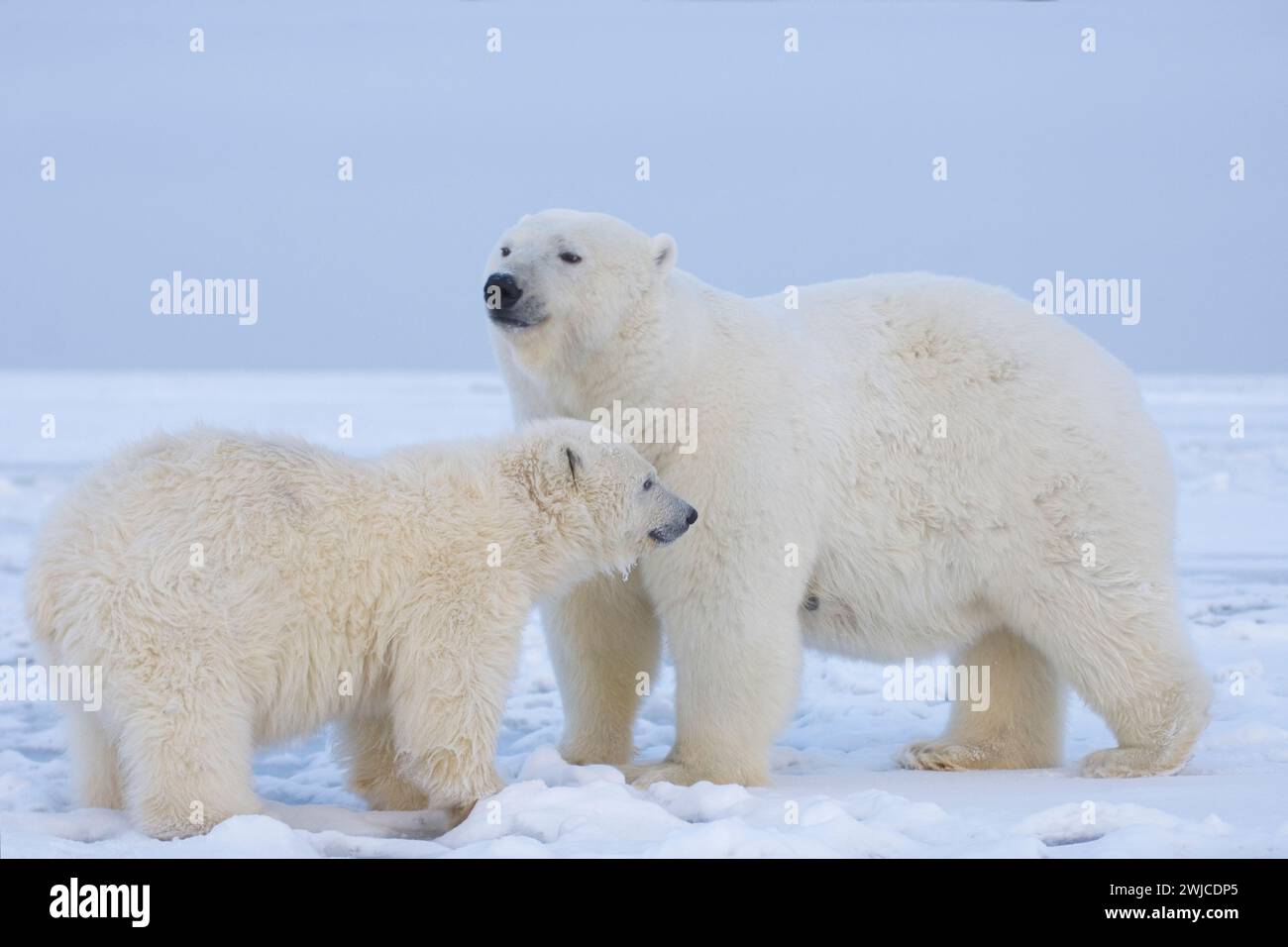 polar bears, Ursus maritimus, sow playing with her spring cub along a ...