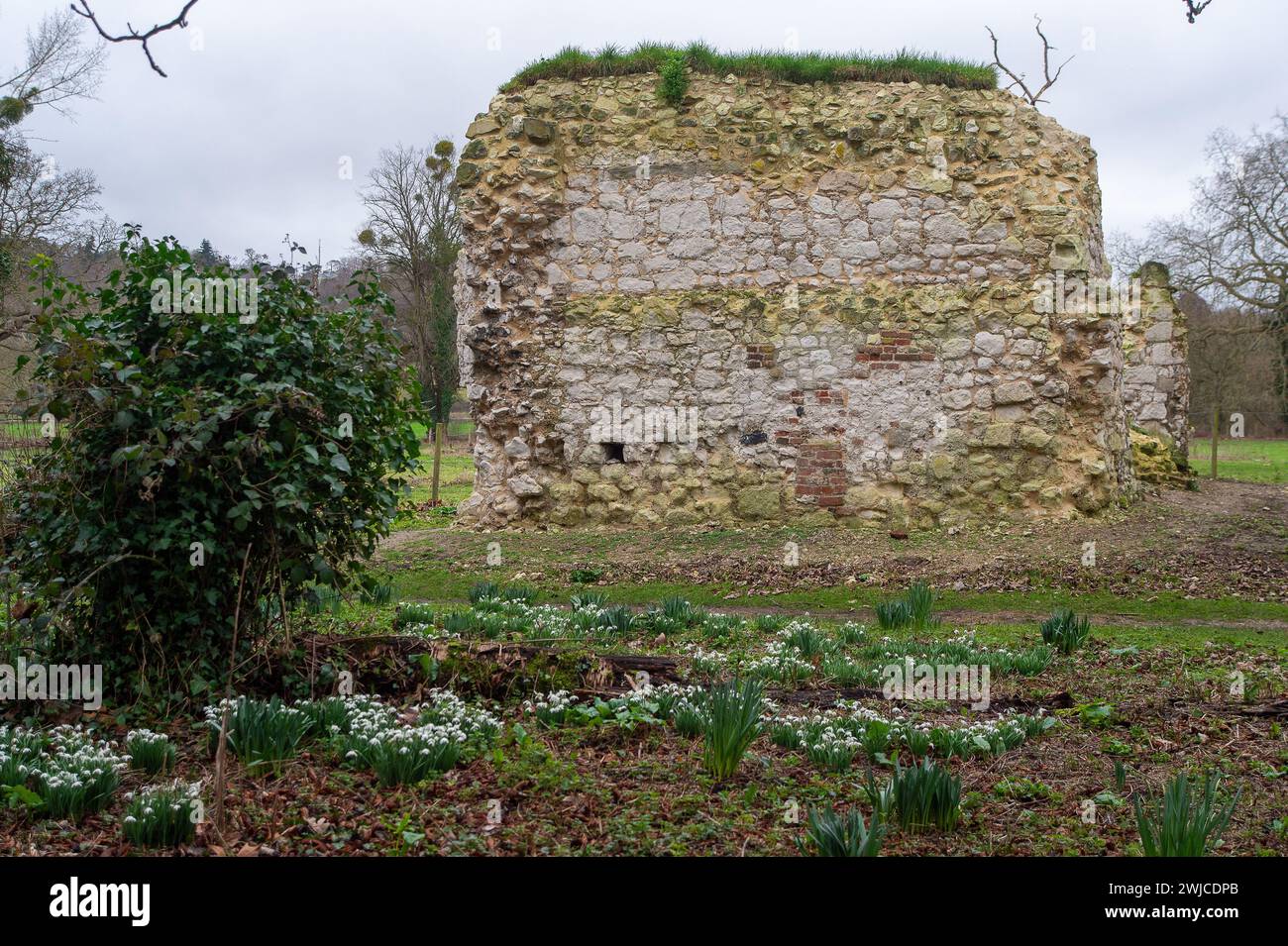 Wraysbury, UK. 14th February, 2024. Snowdrops are carpeting the ...
