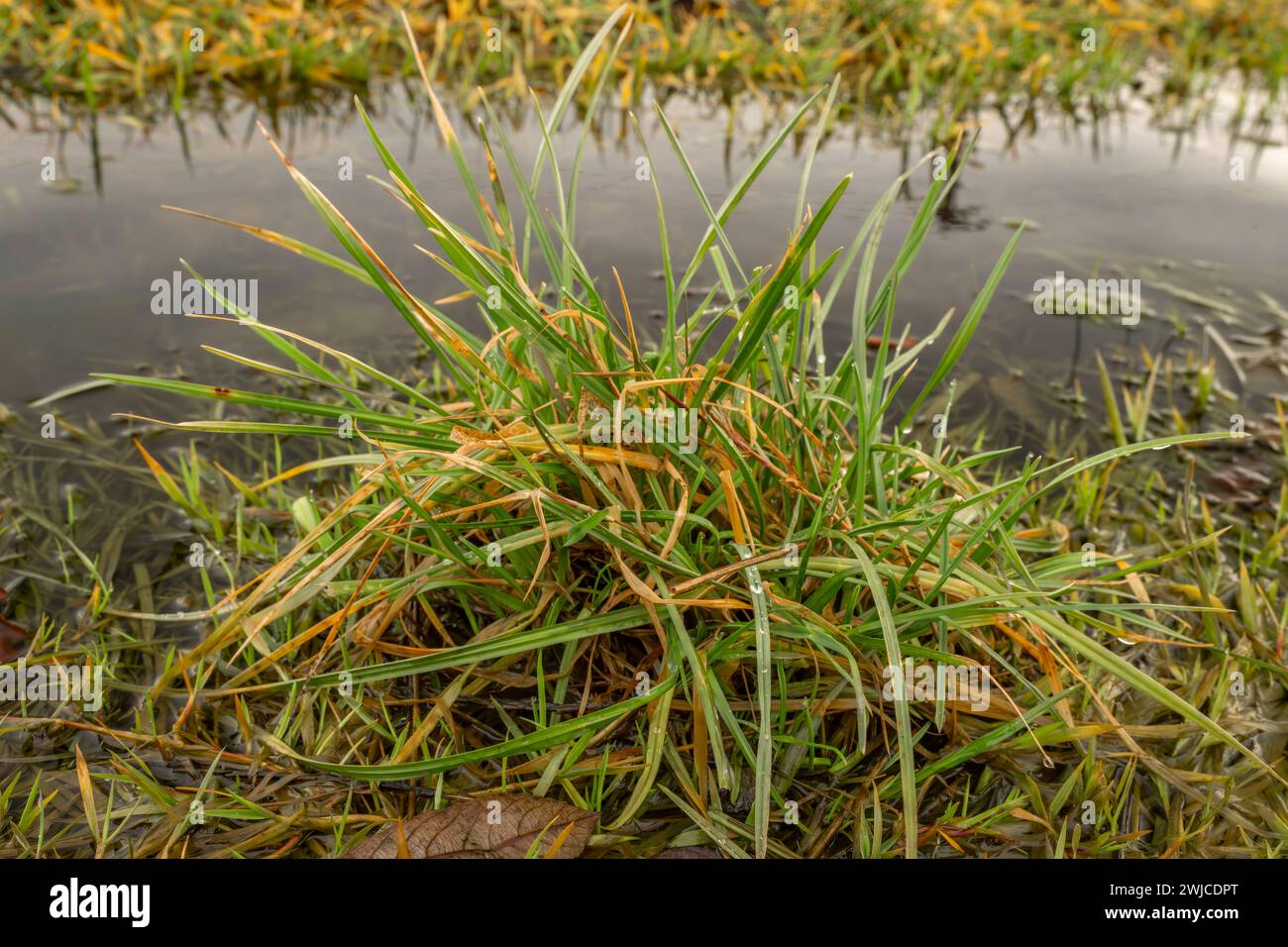 Nature in color cold winter without snow in town Ceske Budejovice Stock ...