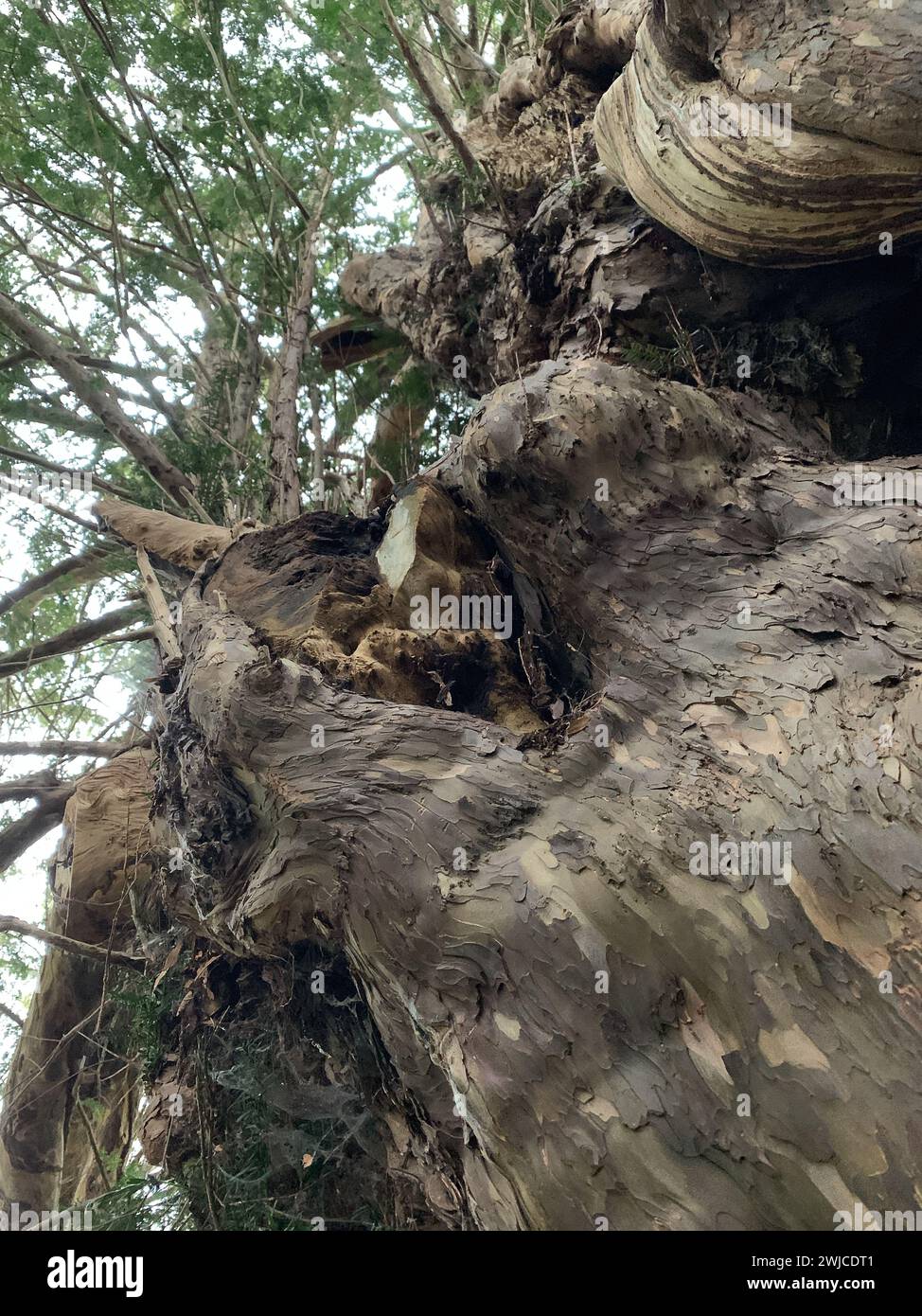 Wraysbury, UK. 14th February, 2024. Snowdrops are carpeting the ...