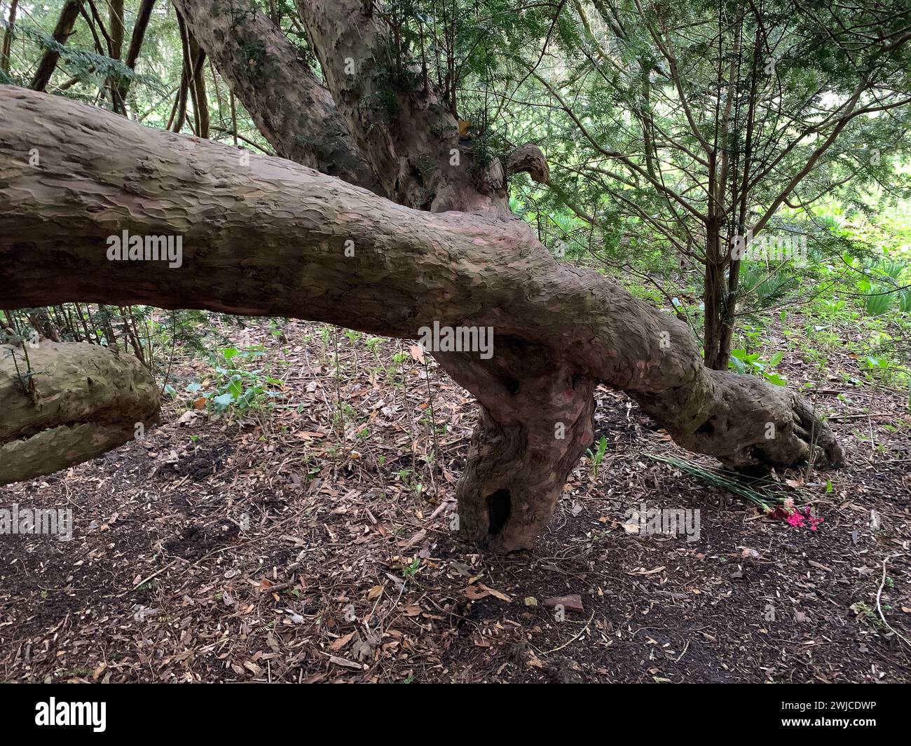 Wraysbury, UK. 14th February, 2024. Snowdrops are carpeting the ...