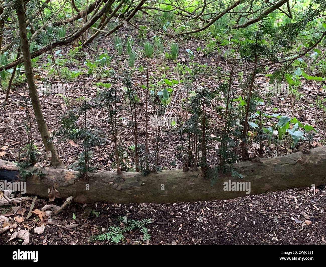 Wraysbury, UK. 14th February, 2024. Snowdrops are carpeting the ...