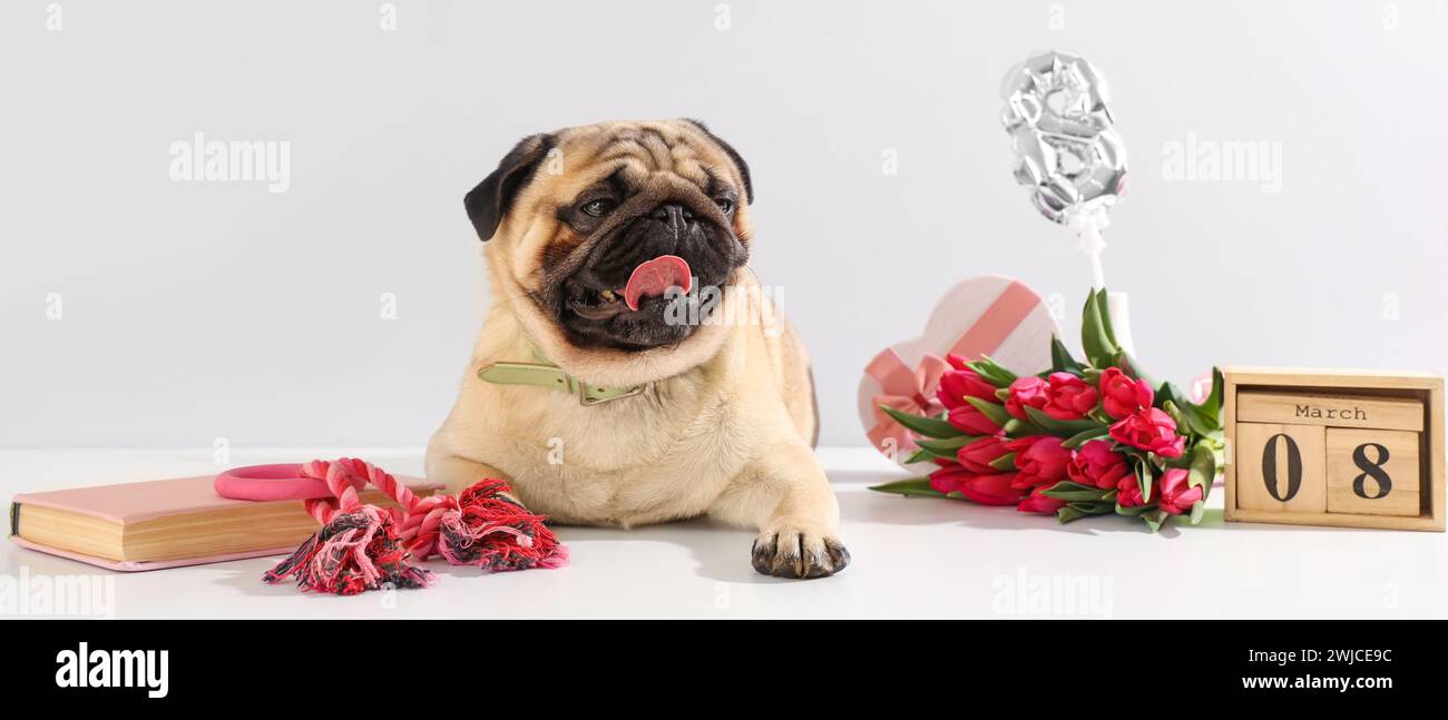Cute pug dog with calendar and gifts on light background. International ...