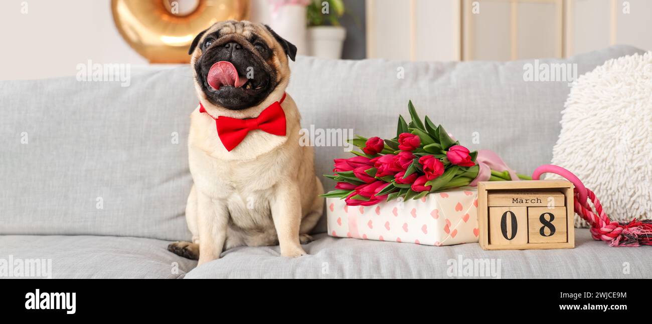 Cute pug dog with tulips, gift and calendar at home. International ...