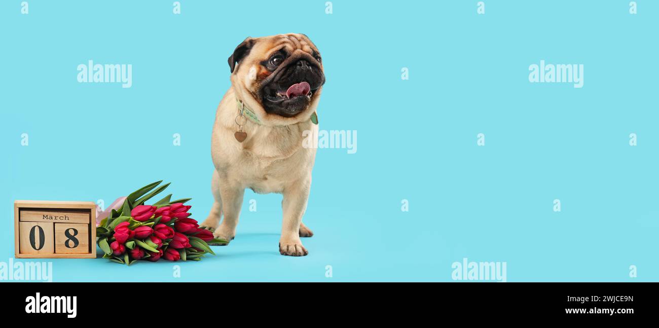 Cute pug dog with tulips and calendar on blue background with space for ...