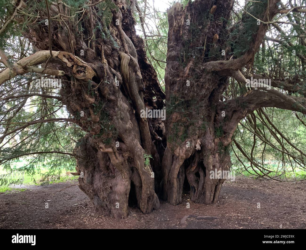 Wraysbury, UK. 14th February, 2024. Snowdrops are carpeting the ...