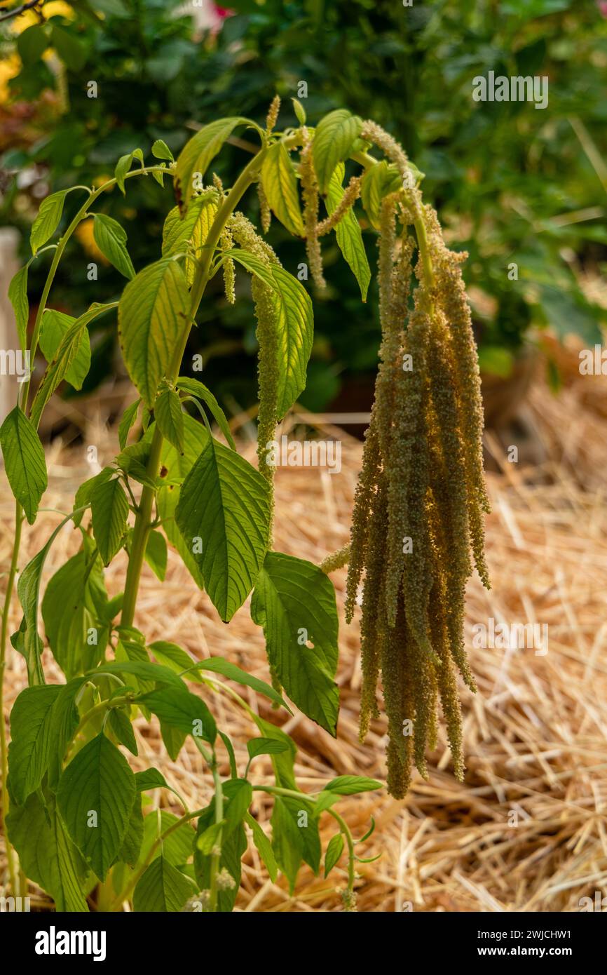 bitter orange amaranth in nature Stock Photo - Alamy