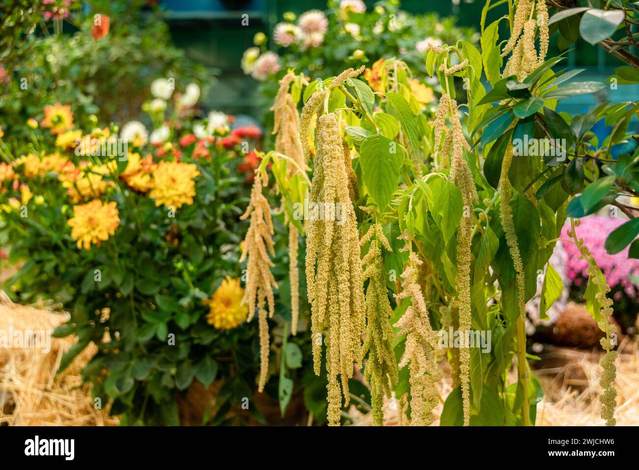 Amaranthus hot biscuits hi-res stock photography and images - Alamy
