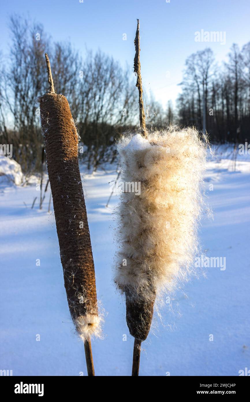 Cattails fluff up in winter, spreading their seeds. February Stock ...