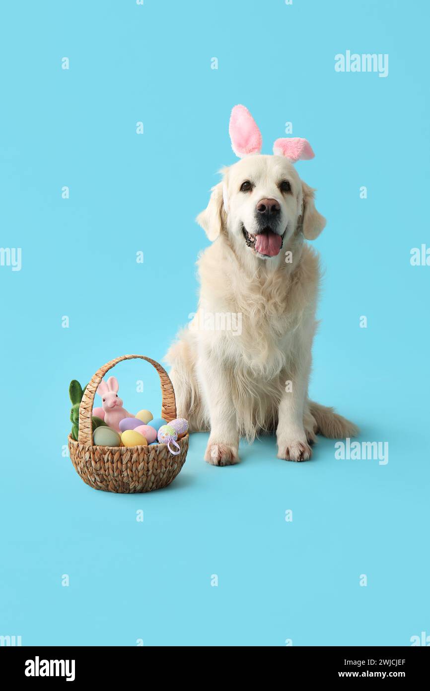 Cute Labrador dog in bunny ears with Easter eggs on blue background ...