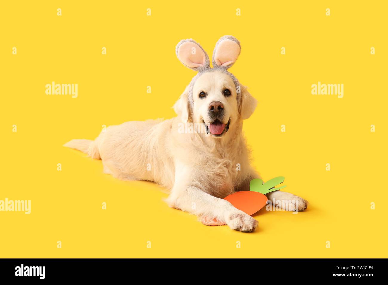 Cute Labrador dog in bunny ears with paper carrot lying on yellow ...