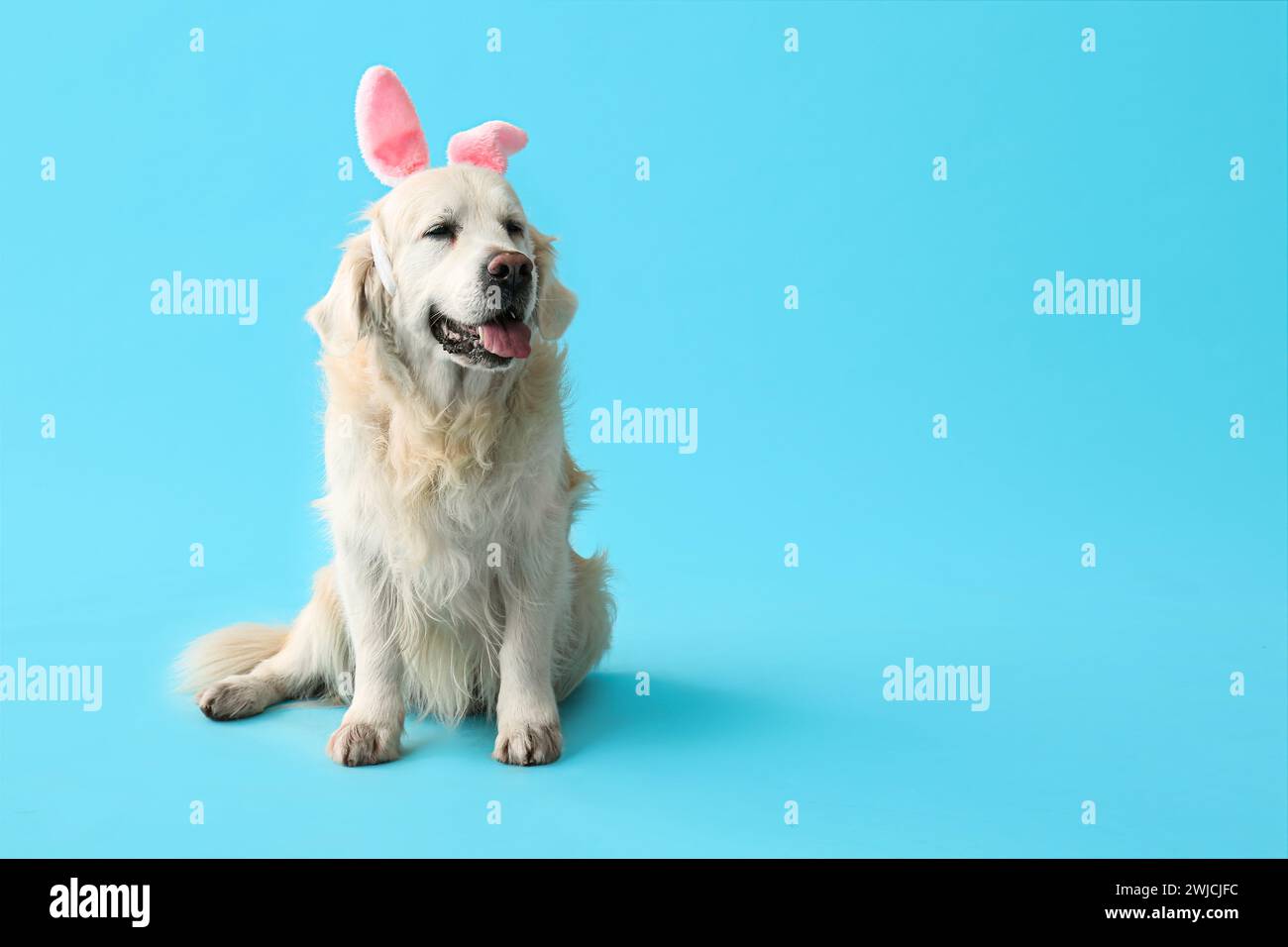 Cute Labrador dog in bunny ears on blue background. Easter celebration ...