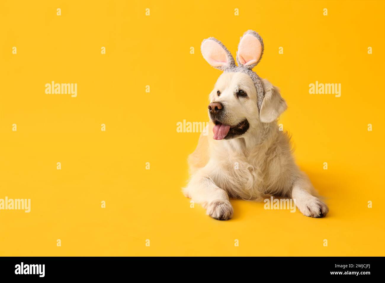 Cute Labrador dog in bunny ears lying on yellow background. Easter ...