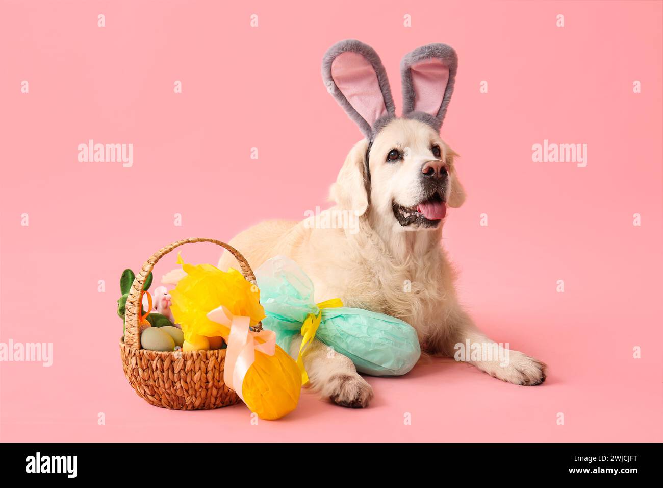 Cute Labrador dog in bunny ears with Easter basket and gift eggs on ...