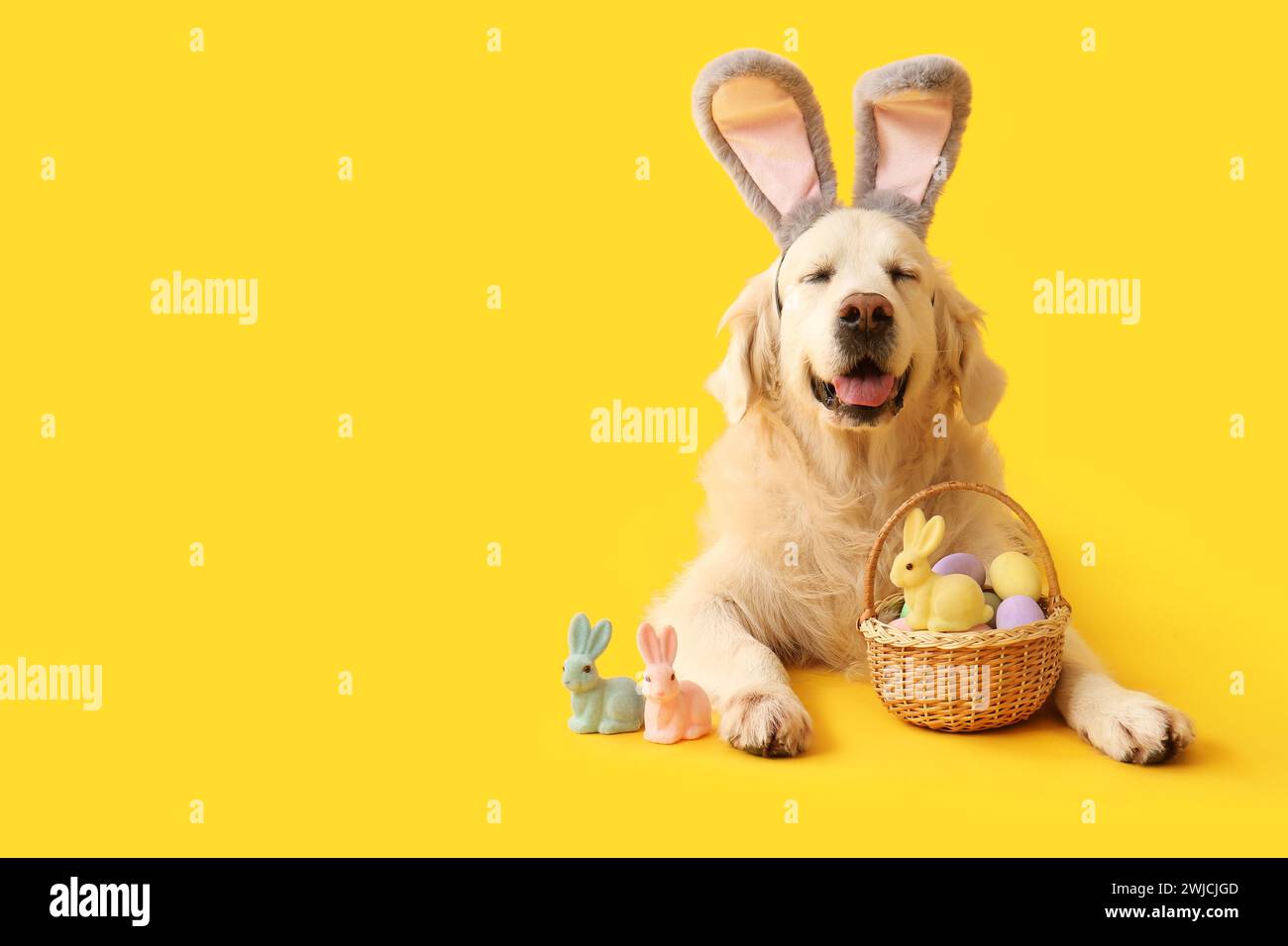Cute Labrador dog in bunny ears with Easter eggs and toy rabbits lying ...