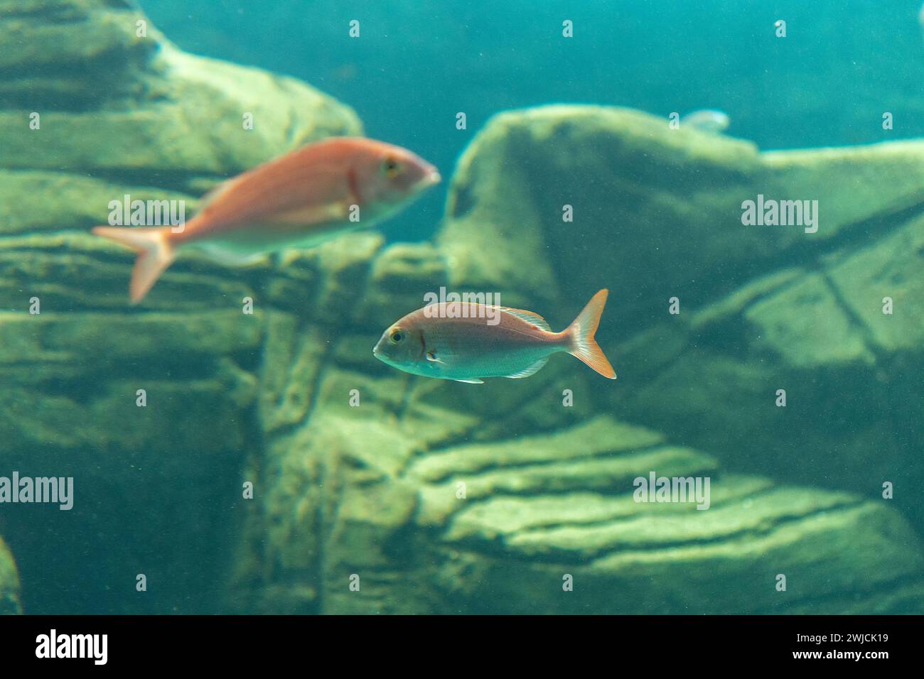 Different fishes swimming in sea aquarium Stock Photo - Alamy