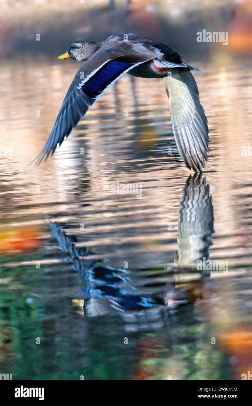 A Photograph of a mallard duck flying and it's wingtip just touching ...