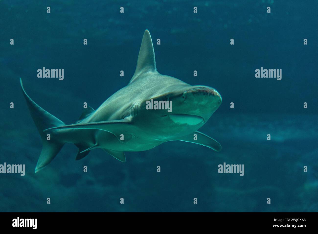 Silvertip shark swimming in deep sea aquarium Stock Photo - Alamy